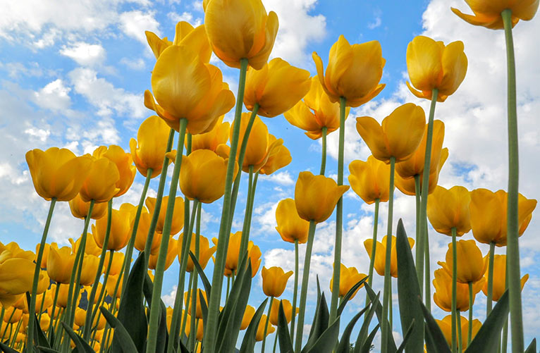 Getting the Most Out of Your Flower Bulbs | Greenbloom