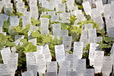 How to Read A Plant Tag | Greenbloom