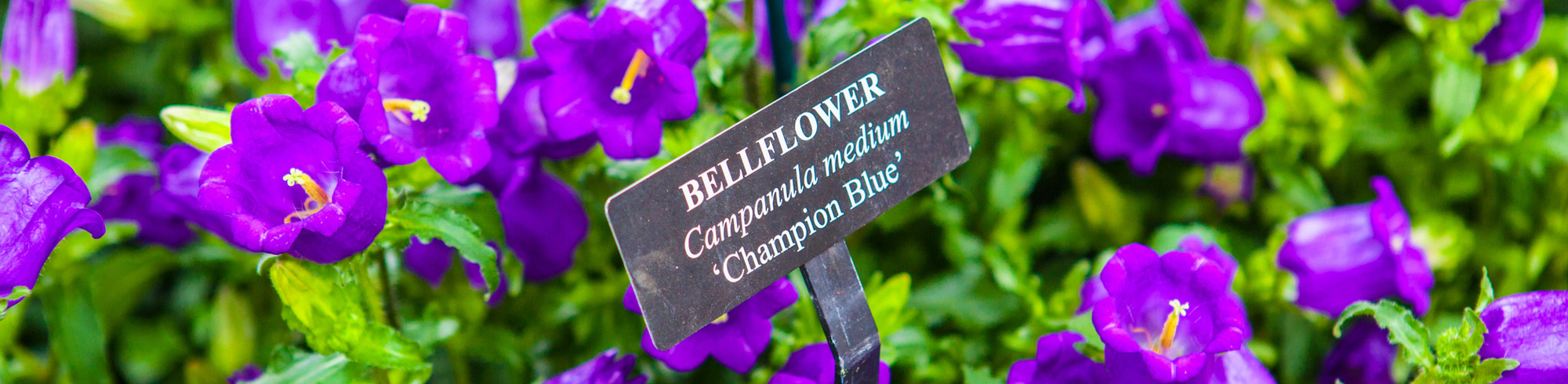 How to Read A Plant Tag | Greenbloom