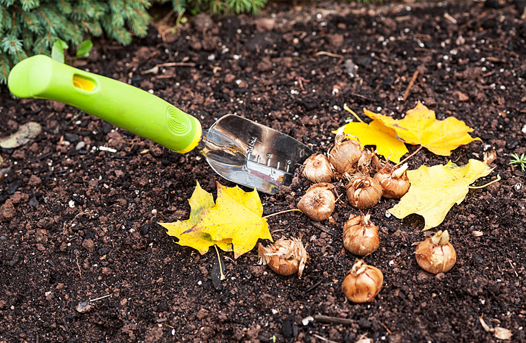 Three Reasons Why Fall is the Perfect Time for Planting | Greenbloom