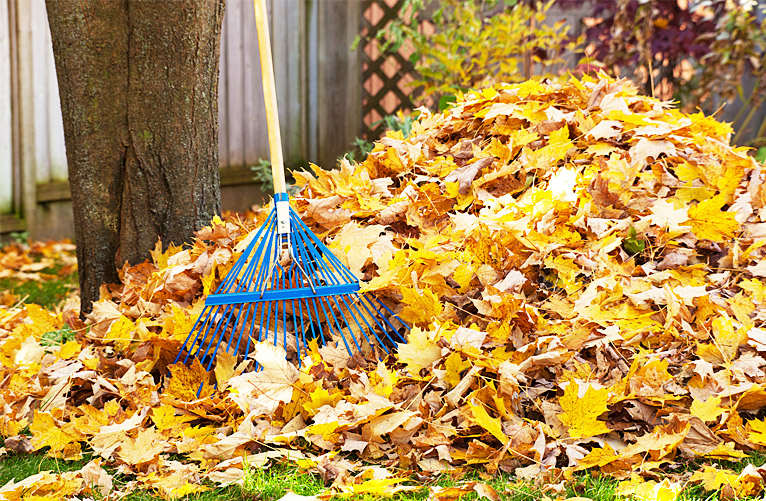 Top 5 Fall Landscaping Tasks | Greenbloom