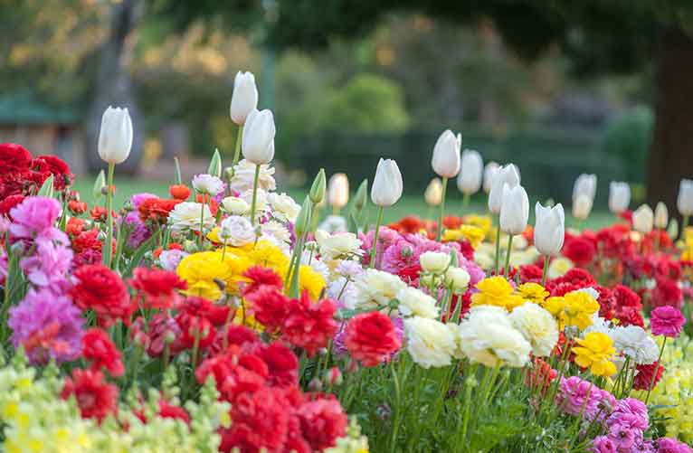 How to Create & Maintain a Beautiful Garden | Greenbloom