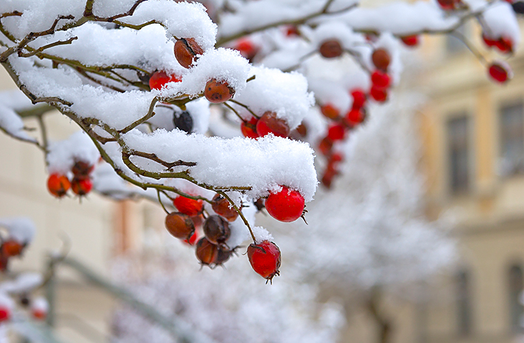 How to Plant & Create a Beautiful Winter Garden | Greenbloom